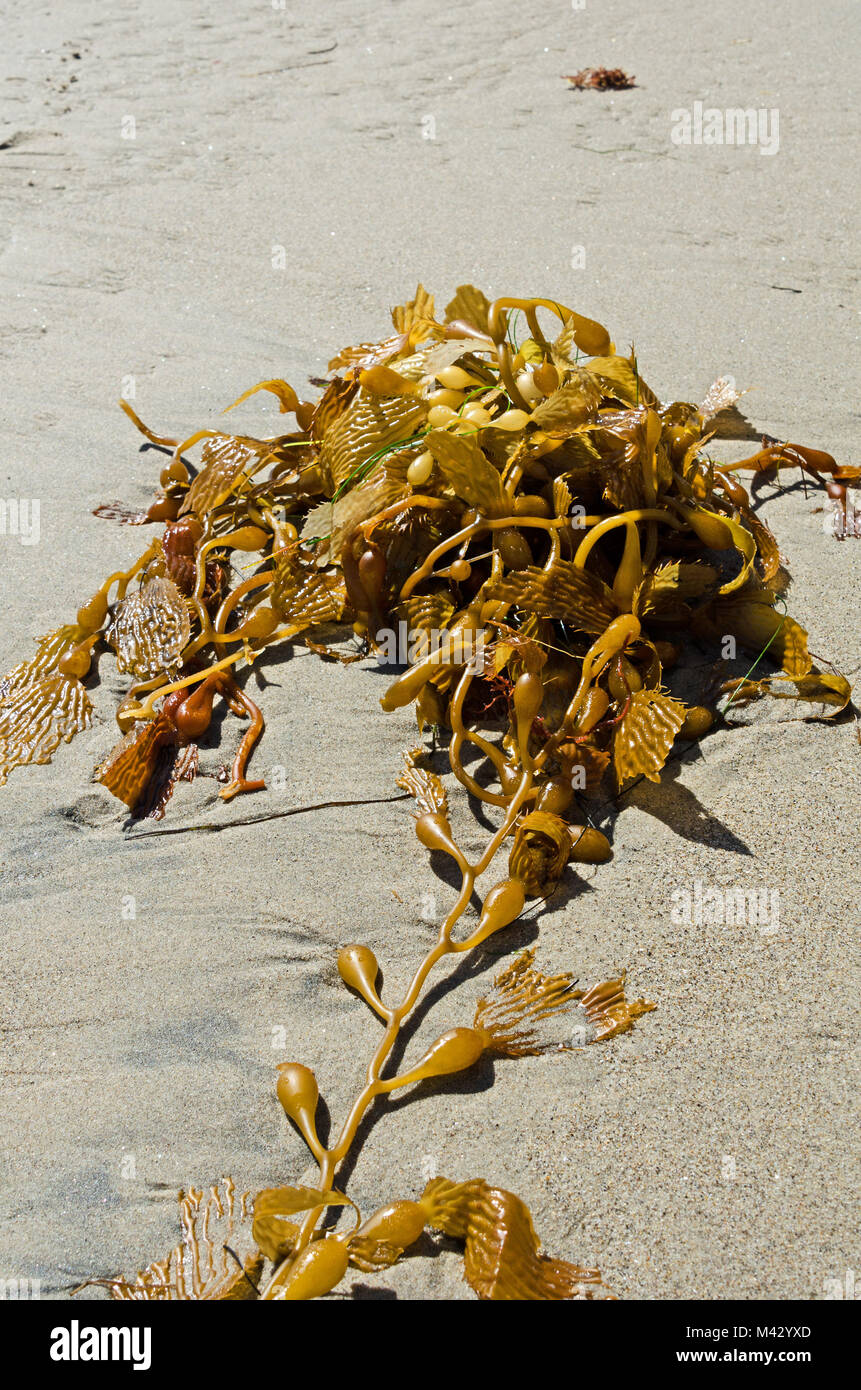 Giant Kelp On Beach