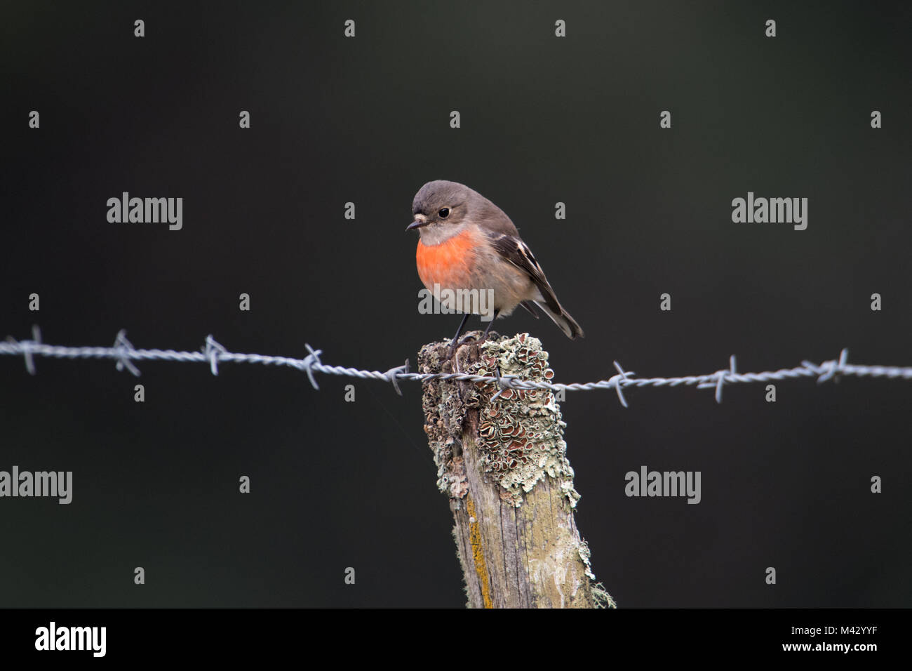 scarlet robin sitting on moss covered barbed wire fence post at north ...