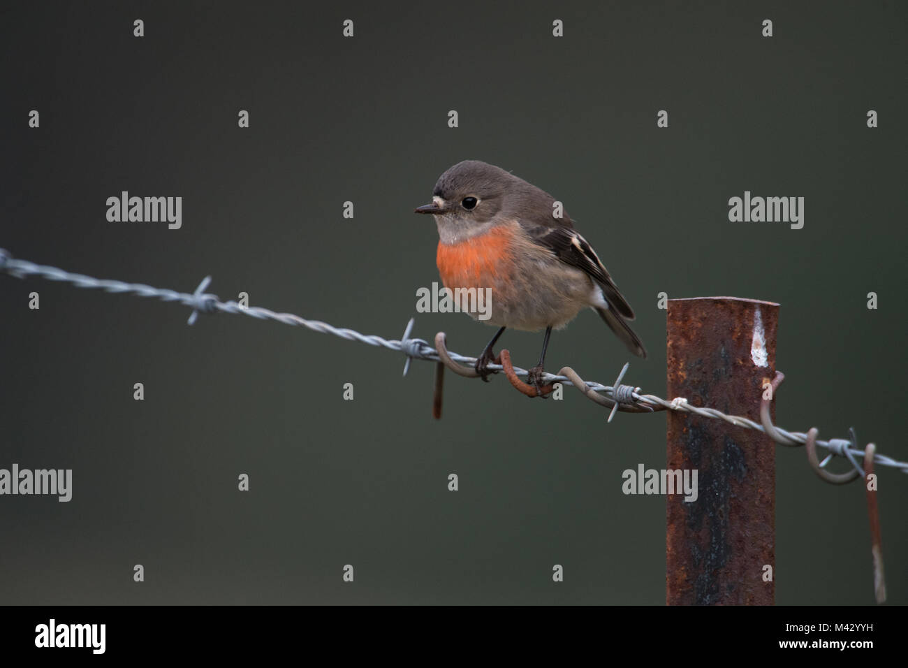 Robin sitting on fence hi-res stock photography and images - Alamy