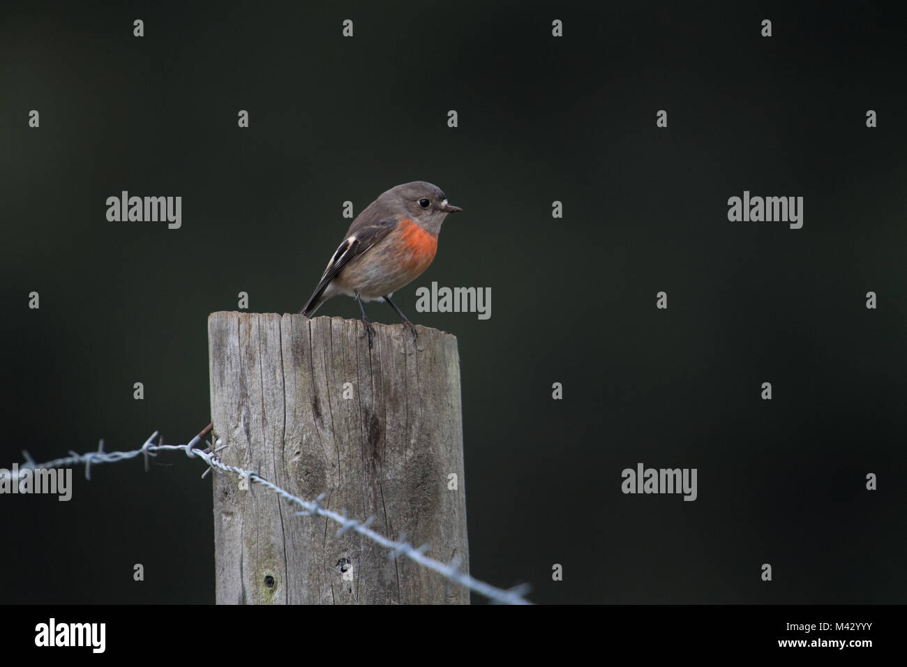 scarlet robin sitting on barbed wire fence post at north motton ...