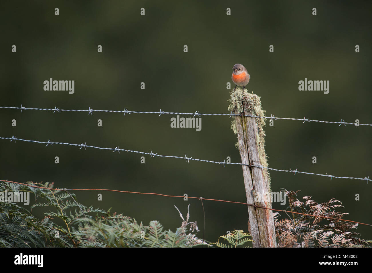 scarlet robin sitting on moss covered barbed wire fence post at north ...