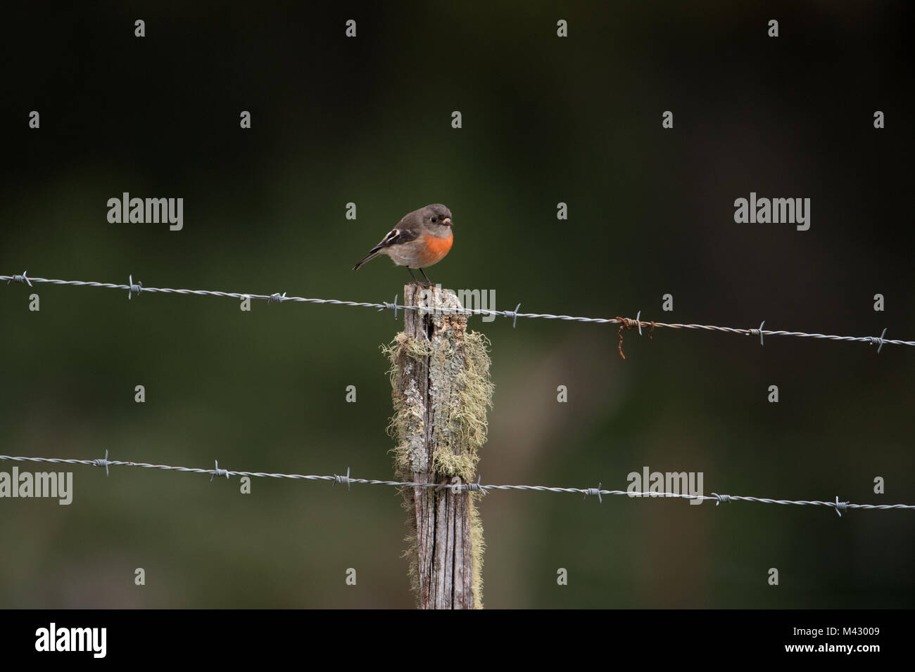 scarlet robin sitting on moss covered barbed wire fence post at north ...