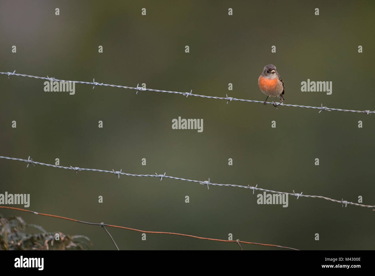 Robin sitting on fence hi-res stock photography and images - Alamy