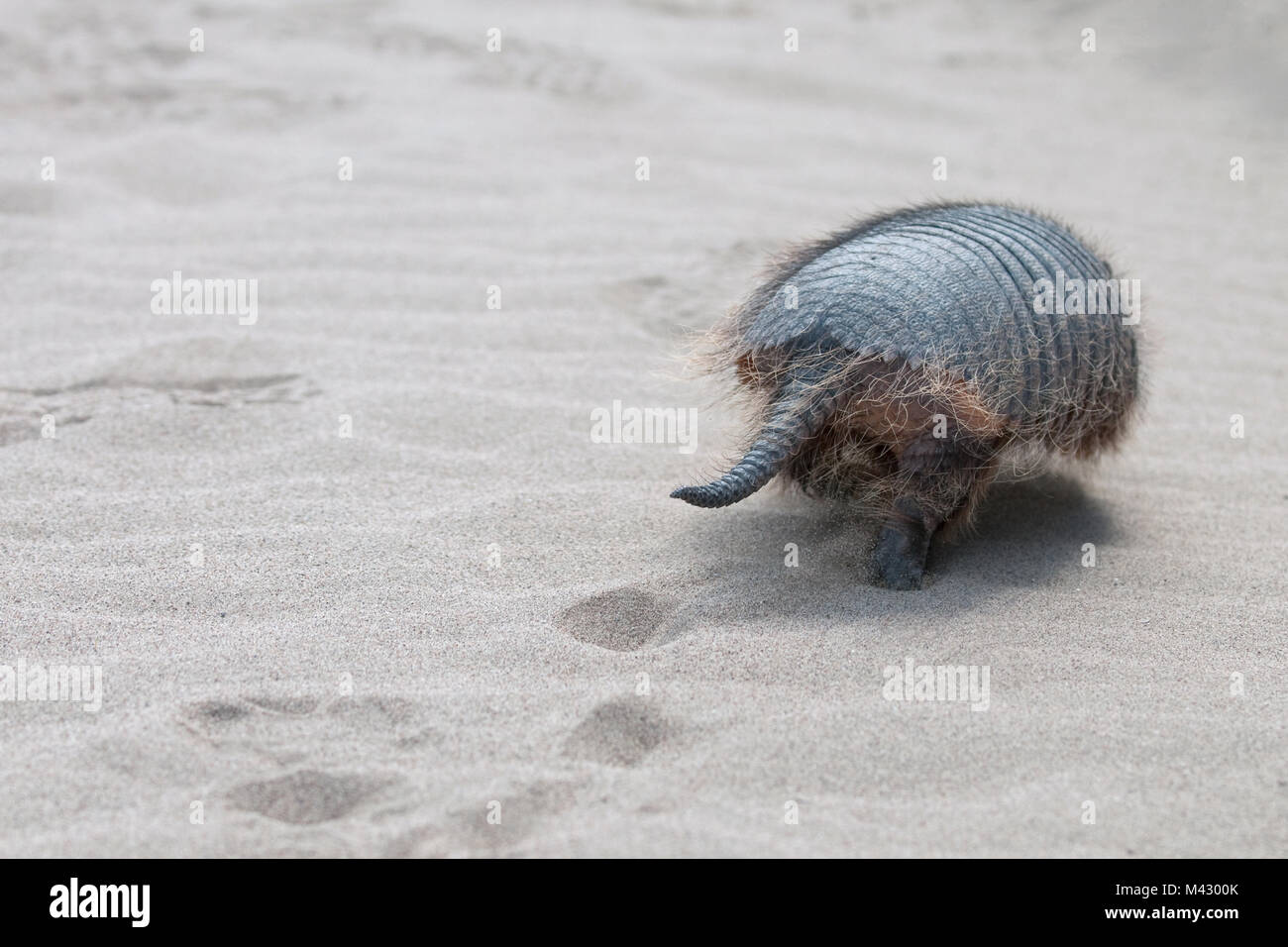 south american armadillo walking away across sand at peninsula valdes ...