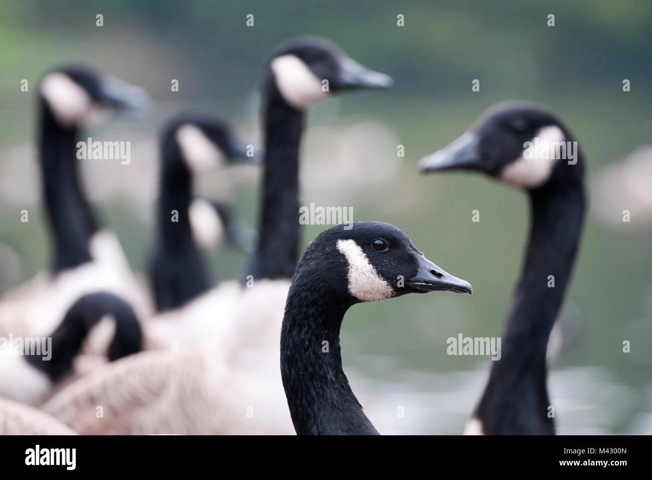 West of england goose hi-res stock photography and images - Alamy
