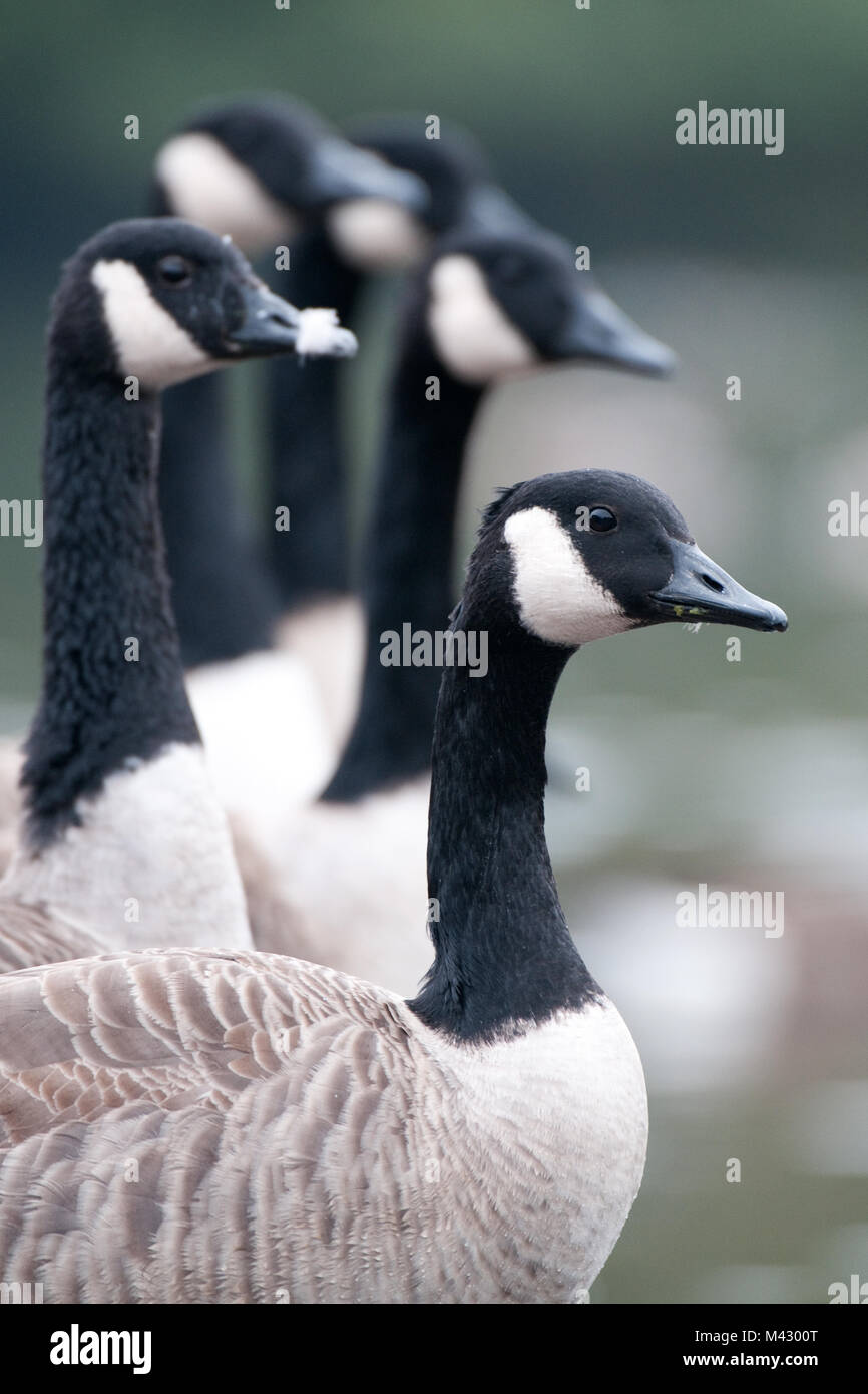 canada goose portrait with group behind sutton park west midlands ...