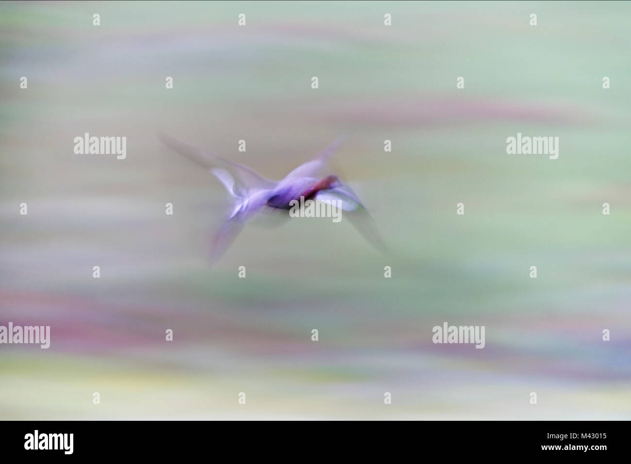 graphic image of an australia wood duck in flight showing wing movement ...