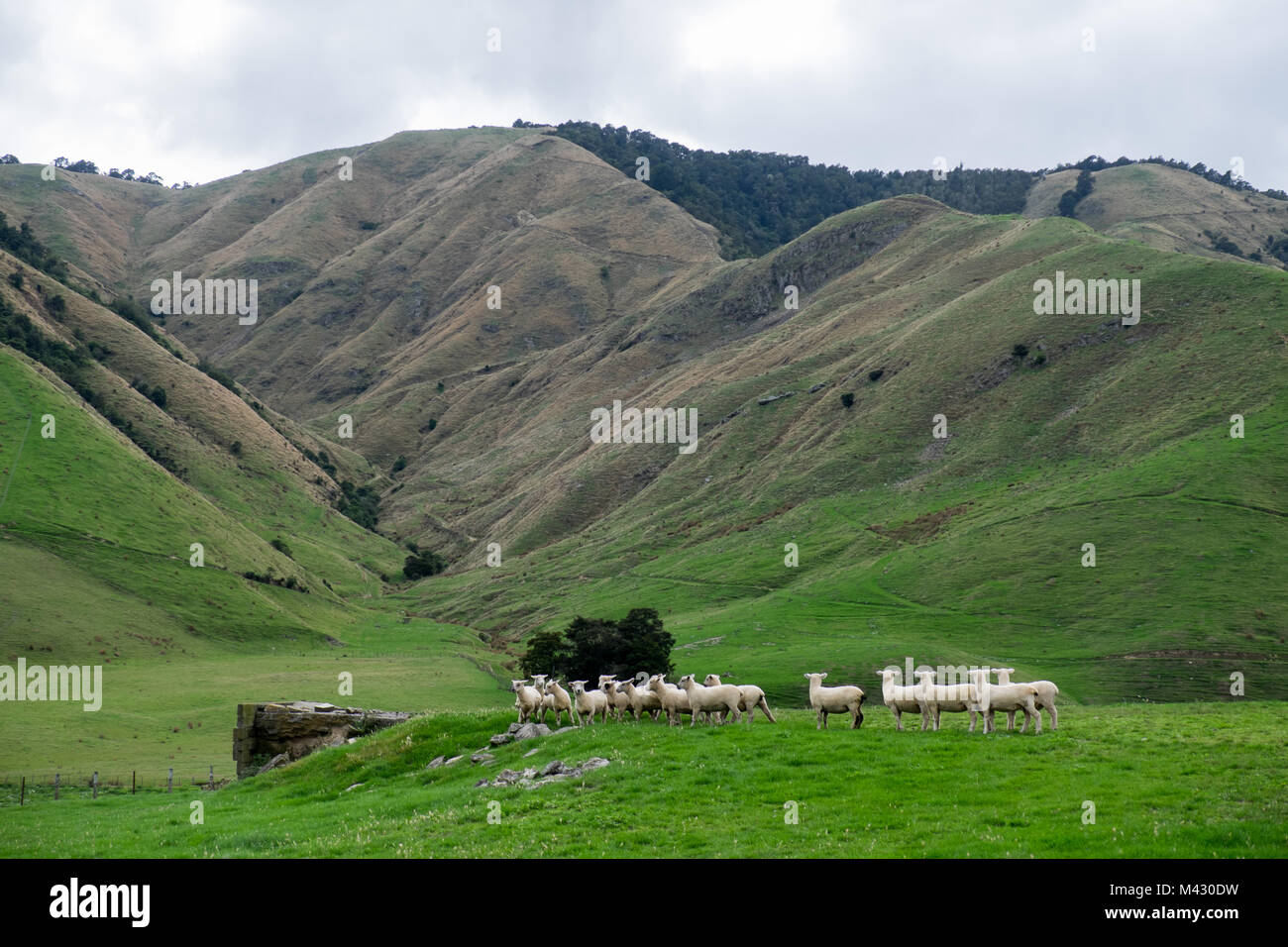 Sheep farm New Zealand Stock Photo - Alamy