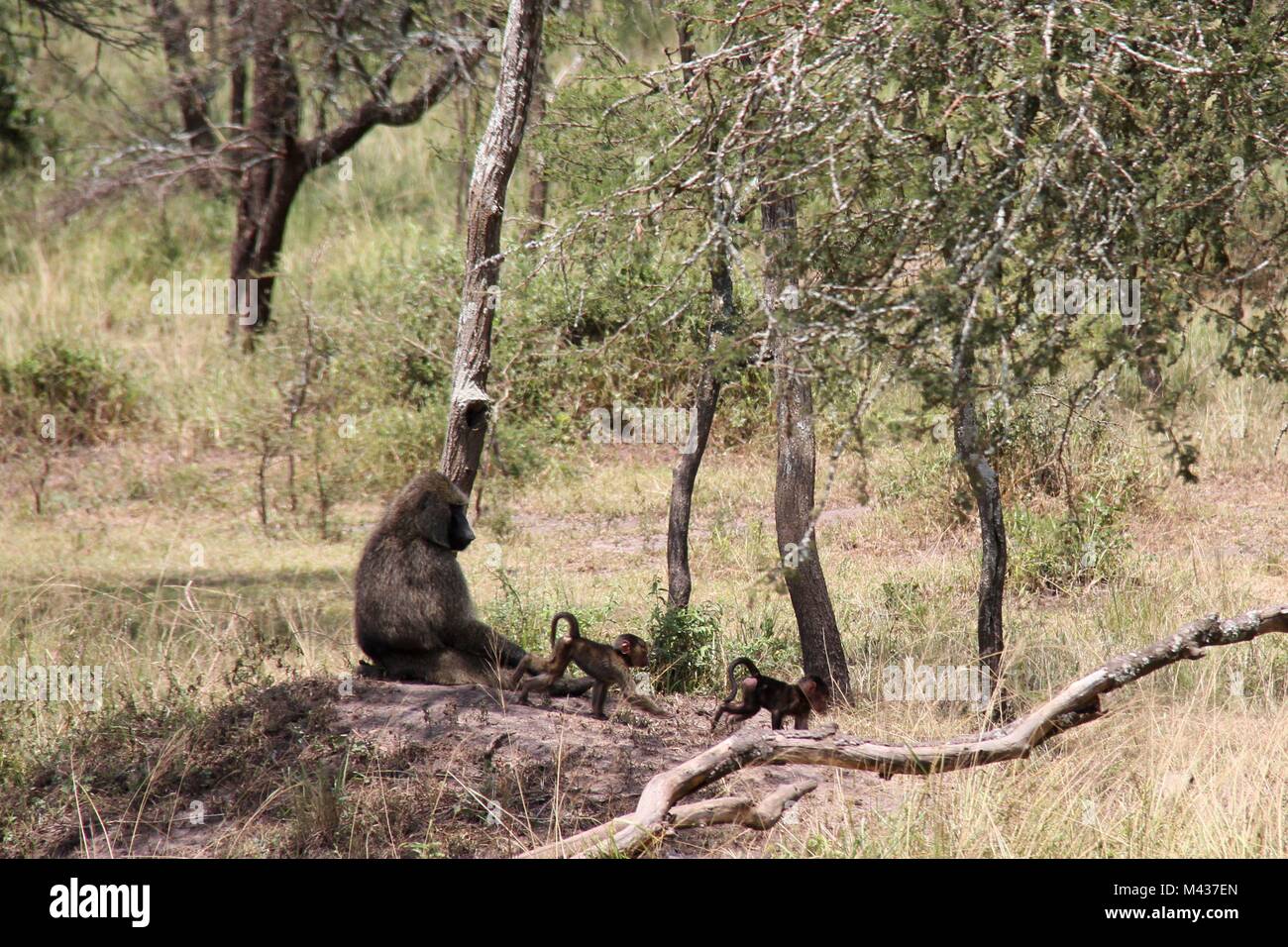 Akagera National Park, Rwanda. 13th Feb, 2018. A baboon looks at two ...