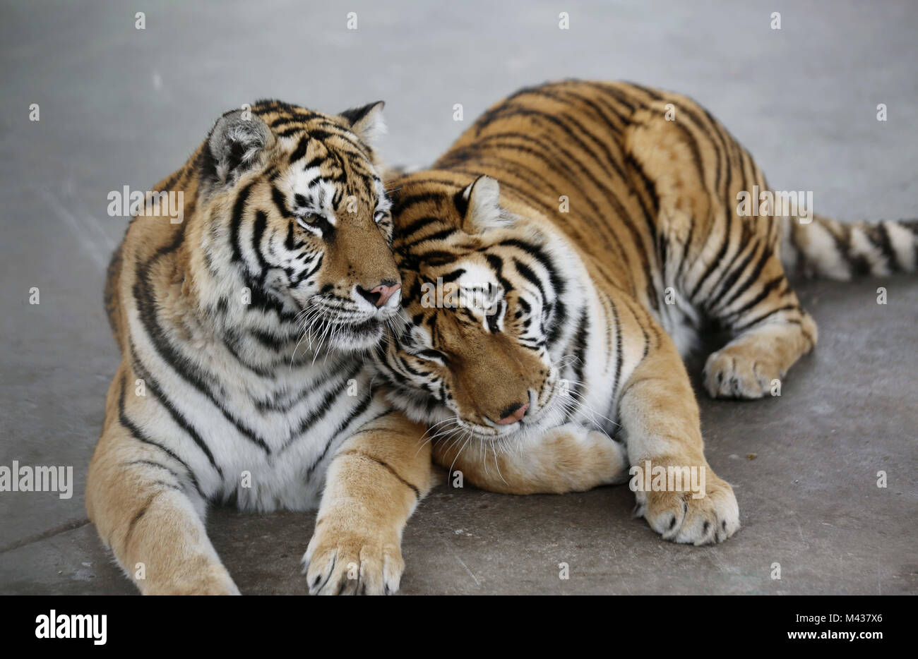 Yinan. 14th Feb, 2018. A pair of tigers lean close to each other at a ...