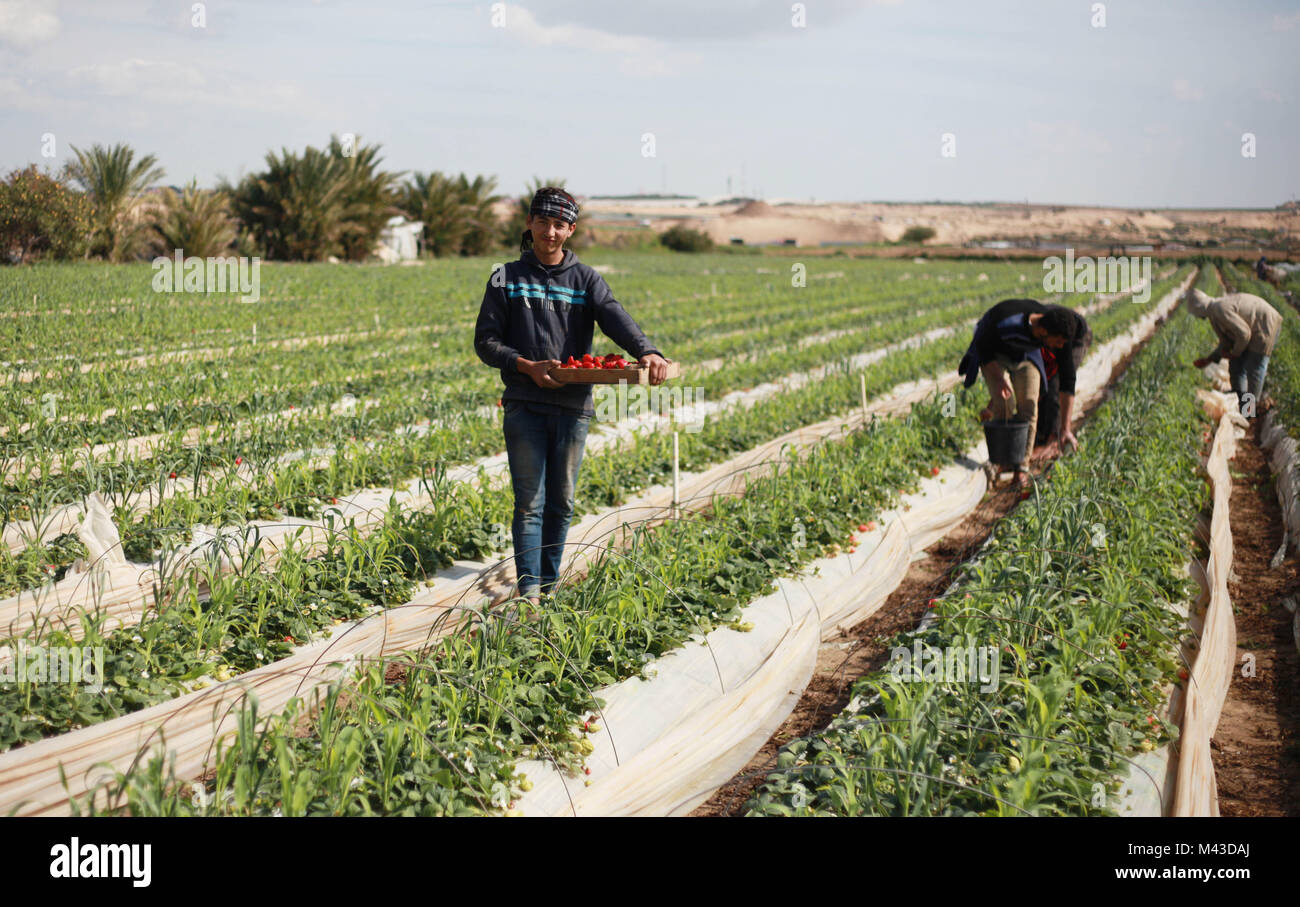 Beit Lahia, Gaza Strip, Palestinian Territory. 14th Feb, 2018 ...