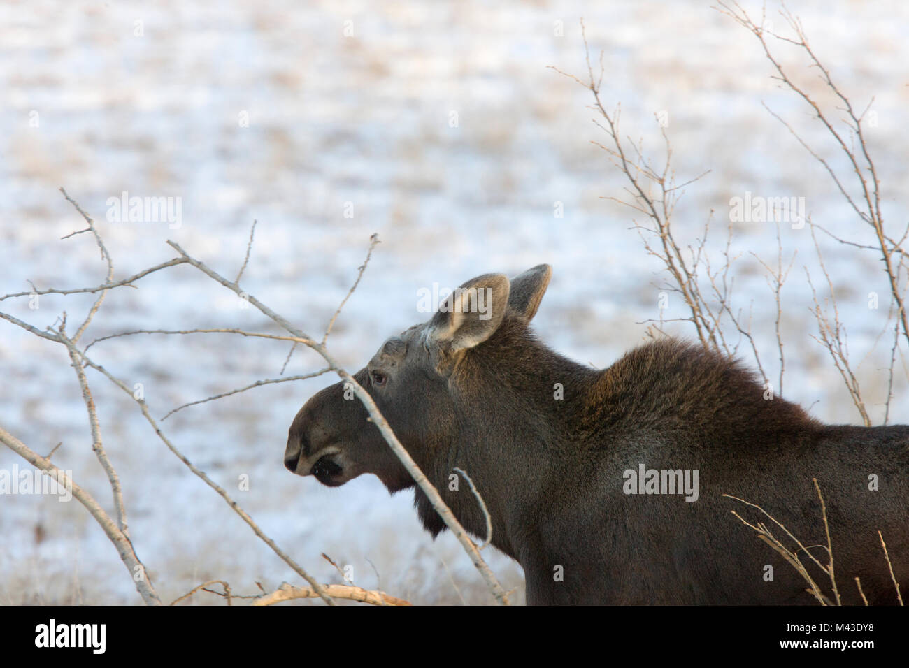 Prairie Moose Saskatchewan Canada cow calf trees Stock Photo - Alamy