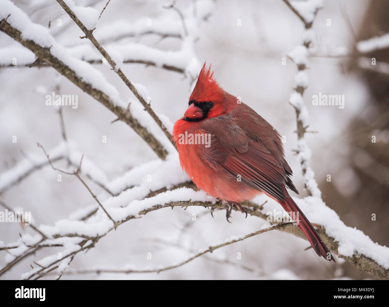 Cardinal in winter hi-res stock photography and images - Alamy
