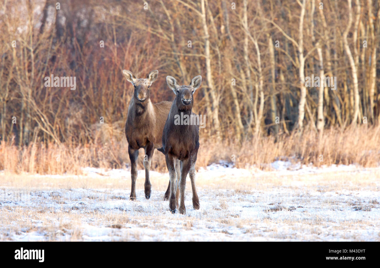 Prairie moose hi-res stock photography and images - Alamy