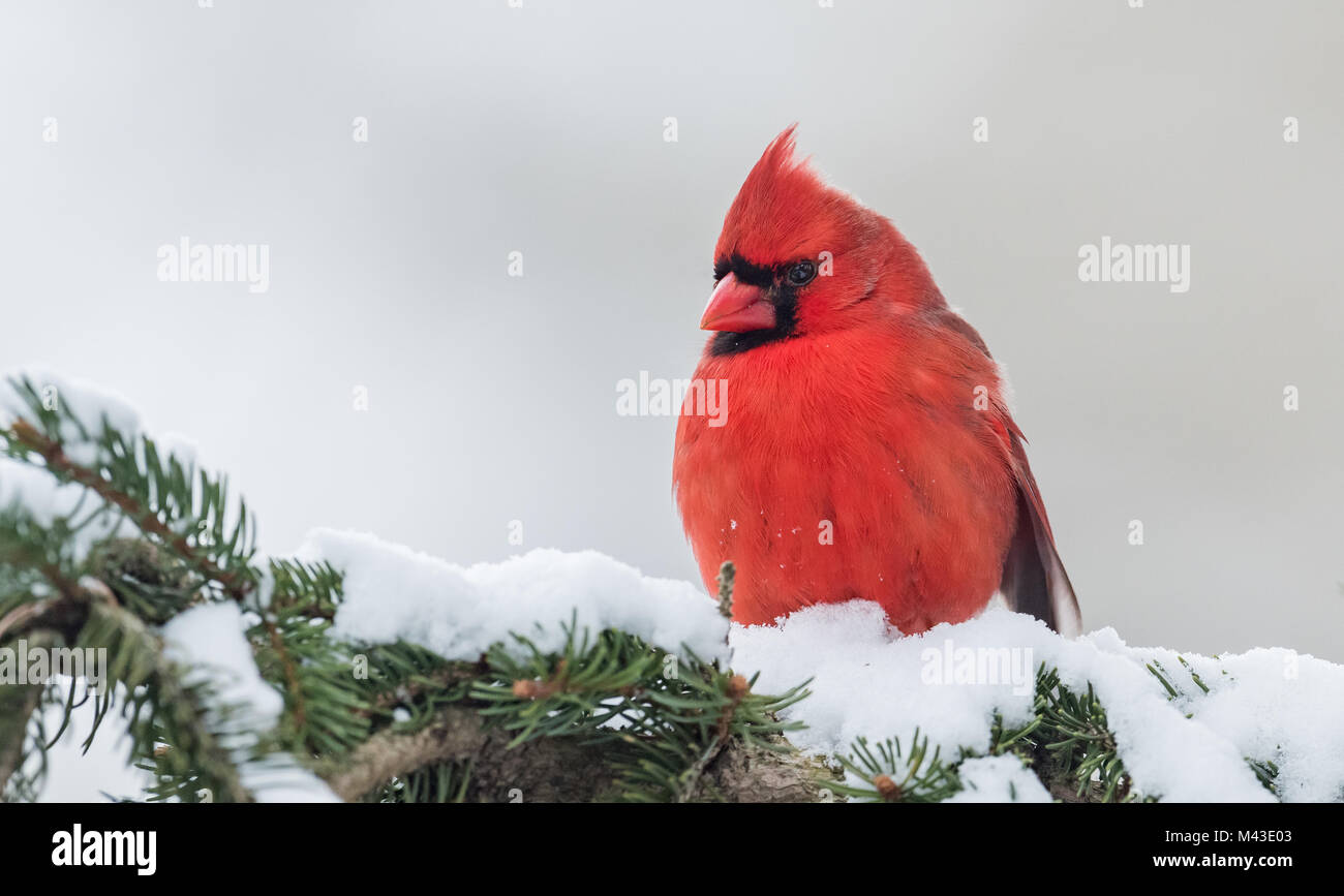 Cardinal bird feet hi-res stock photography and images - Alamy
