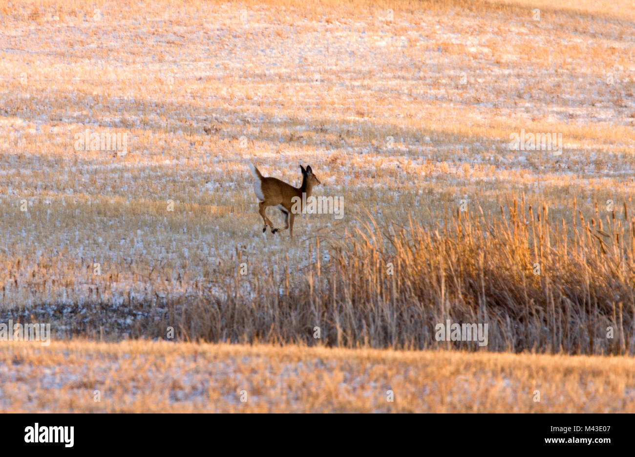 Prairie Deer at Sunset field Saskatchewan Canada Stock Photo - Alamy