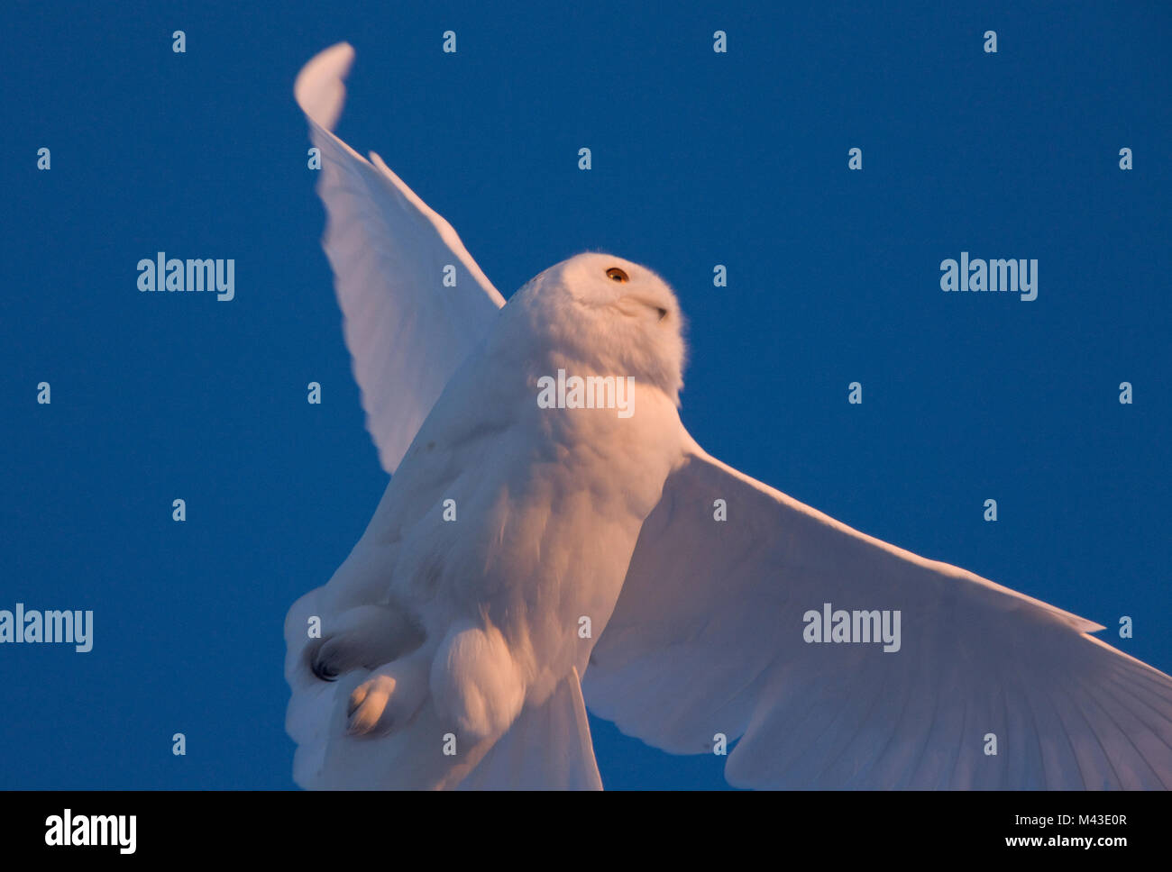 Snowy Owl in Flight blue sky end of day Stock Photo - Alamy