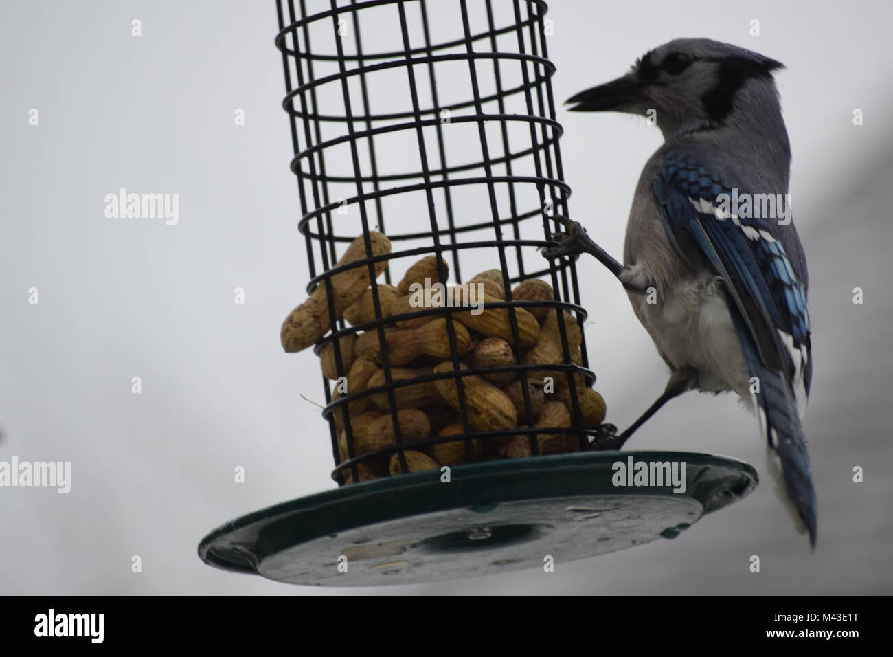 Blue jay flying hi-res stock photography and images - Alamy