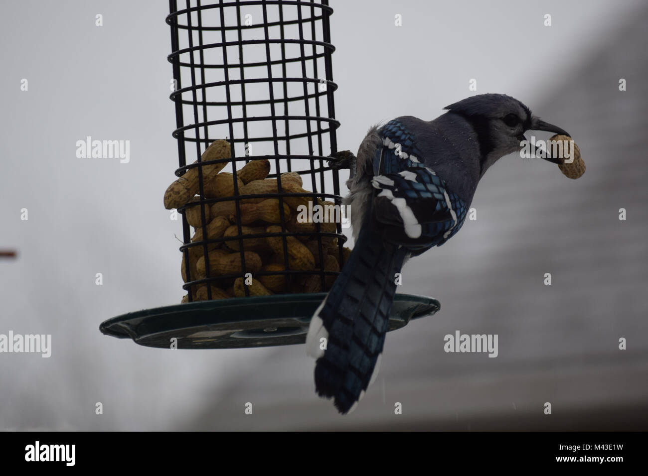 Blue jay flying hi-res stock photography and images - Alamy