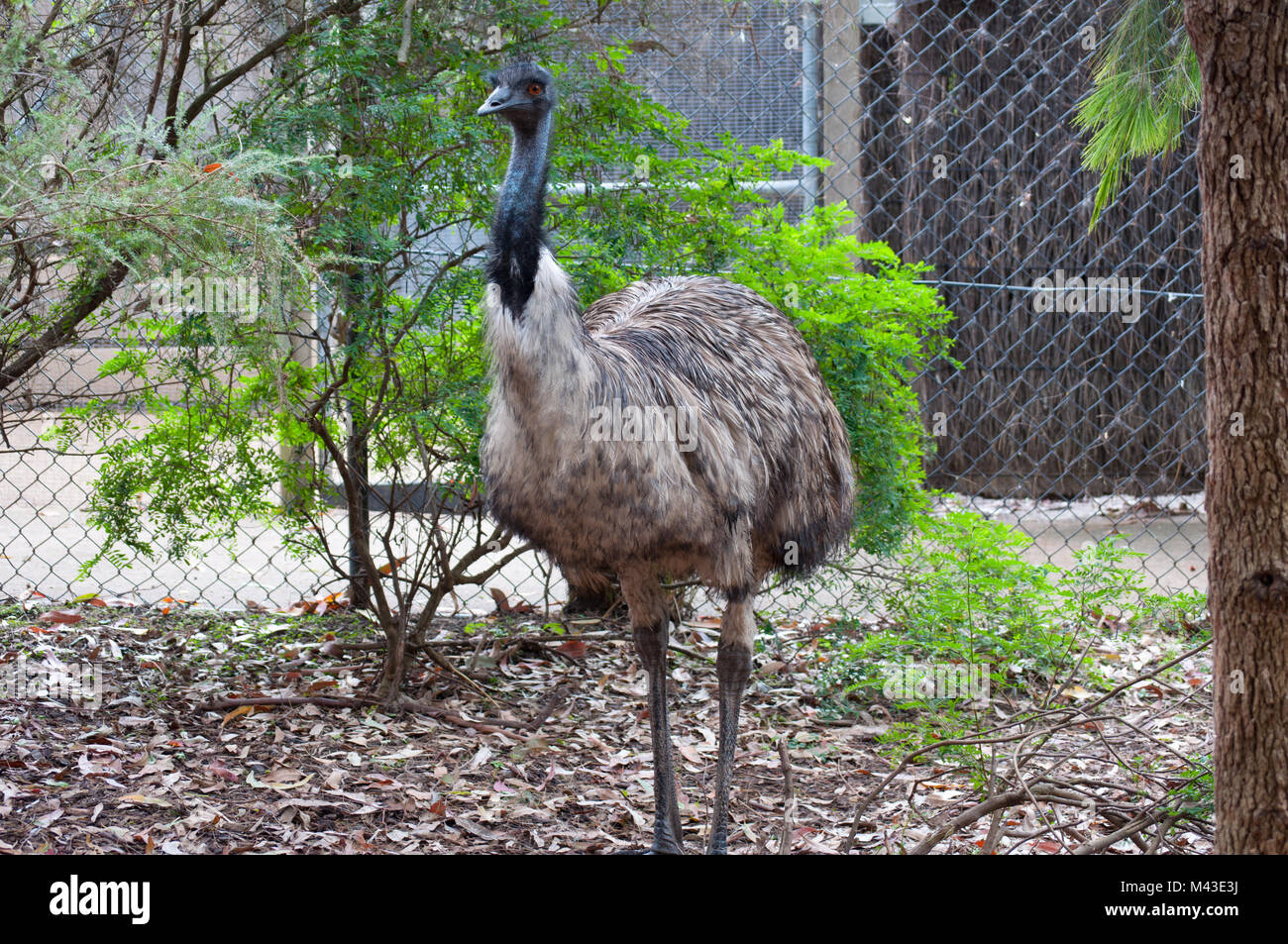 Emu legs hi-res stock photography and images - Alamy