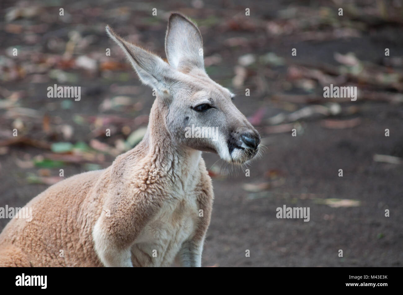Kangaroo head hi-res stock photography and images - Alamy