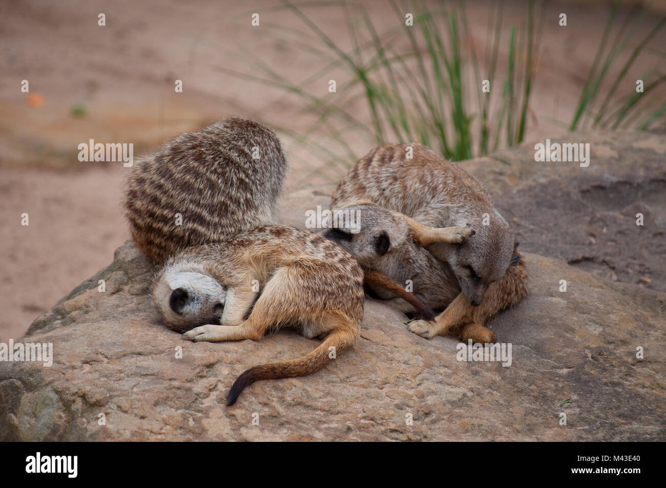 Sleeping meerkat hi-res stock photography and images - Alamy