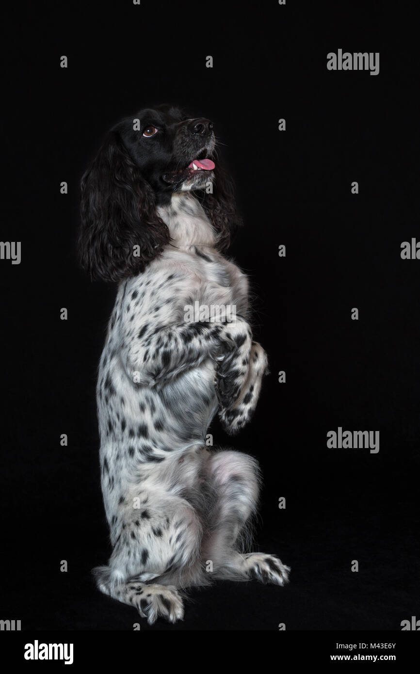 Beautiful female spaniel sits on its hind legs on black background ...