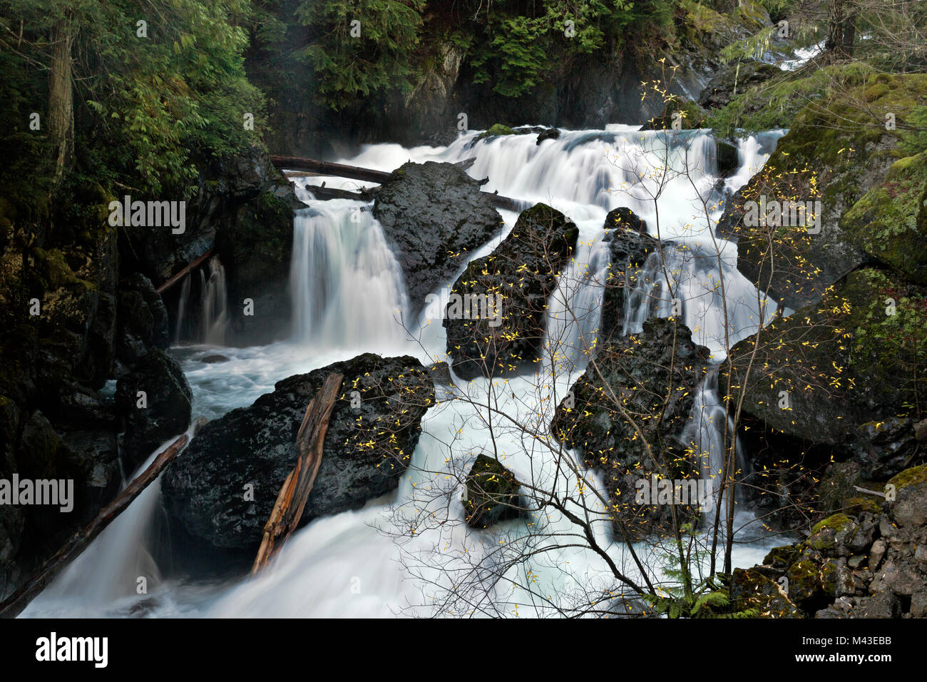 WA13382-00...WASHINGTON - The Dosewallips cascading down a narrow ...