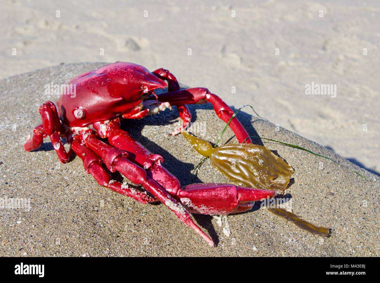 Bright red crab from the Pacific Ocean Stock Photo - Alamy