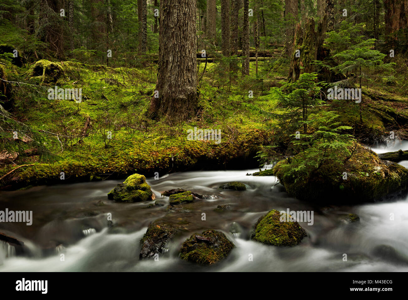 Big quilcene river hi-res stock photography and images - Alamy