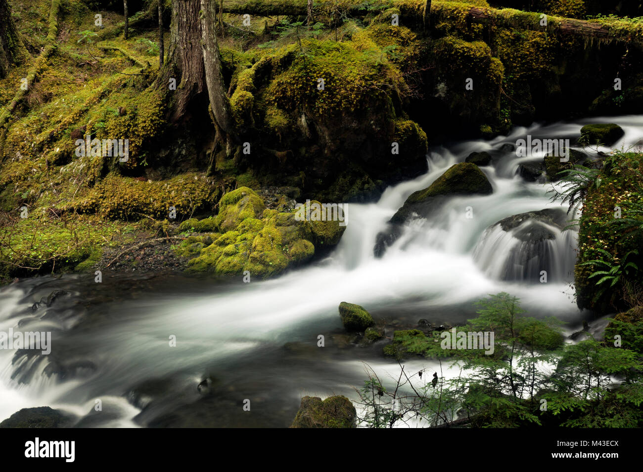 WA13397-00...WASHINGTON - Forest along the banks of the Big Quilcene ...