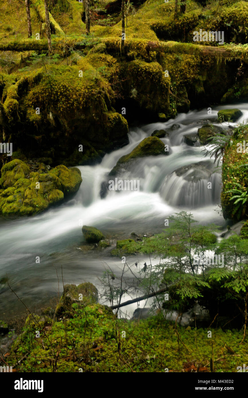 Big quilcene trail hi-res stock photography and images - Alamy