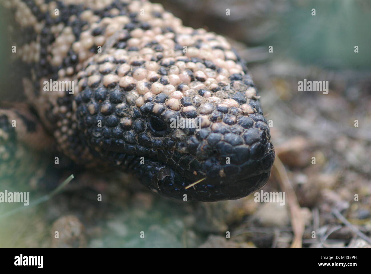 Gila picture hi-res stock photography and images - Alamy