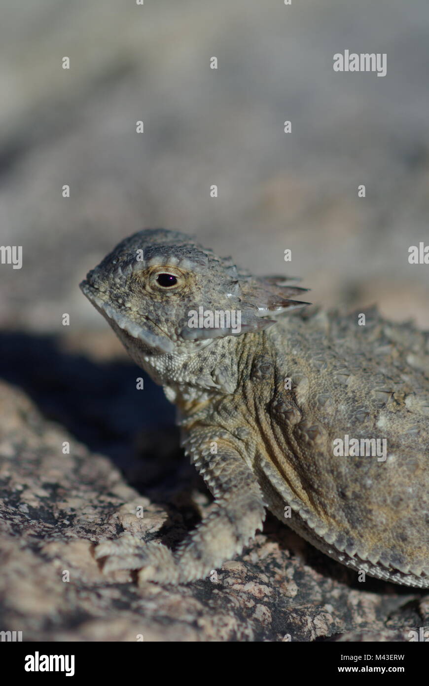 Short horned lizard phrynosoma douglassi hi-res stock photography and ...