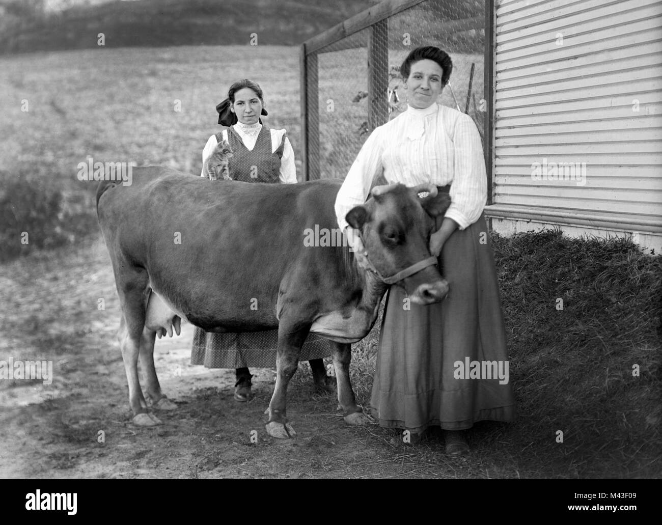 Cow cat hi-res stock photography and images - Alamy