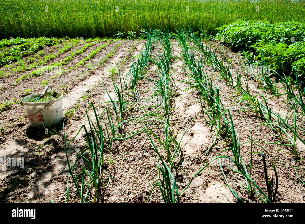 Weed patch hi-res stock photography and images - Alamy