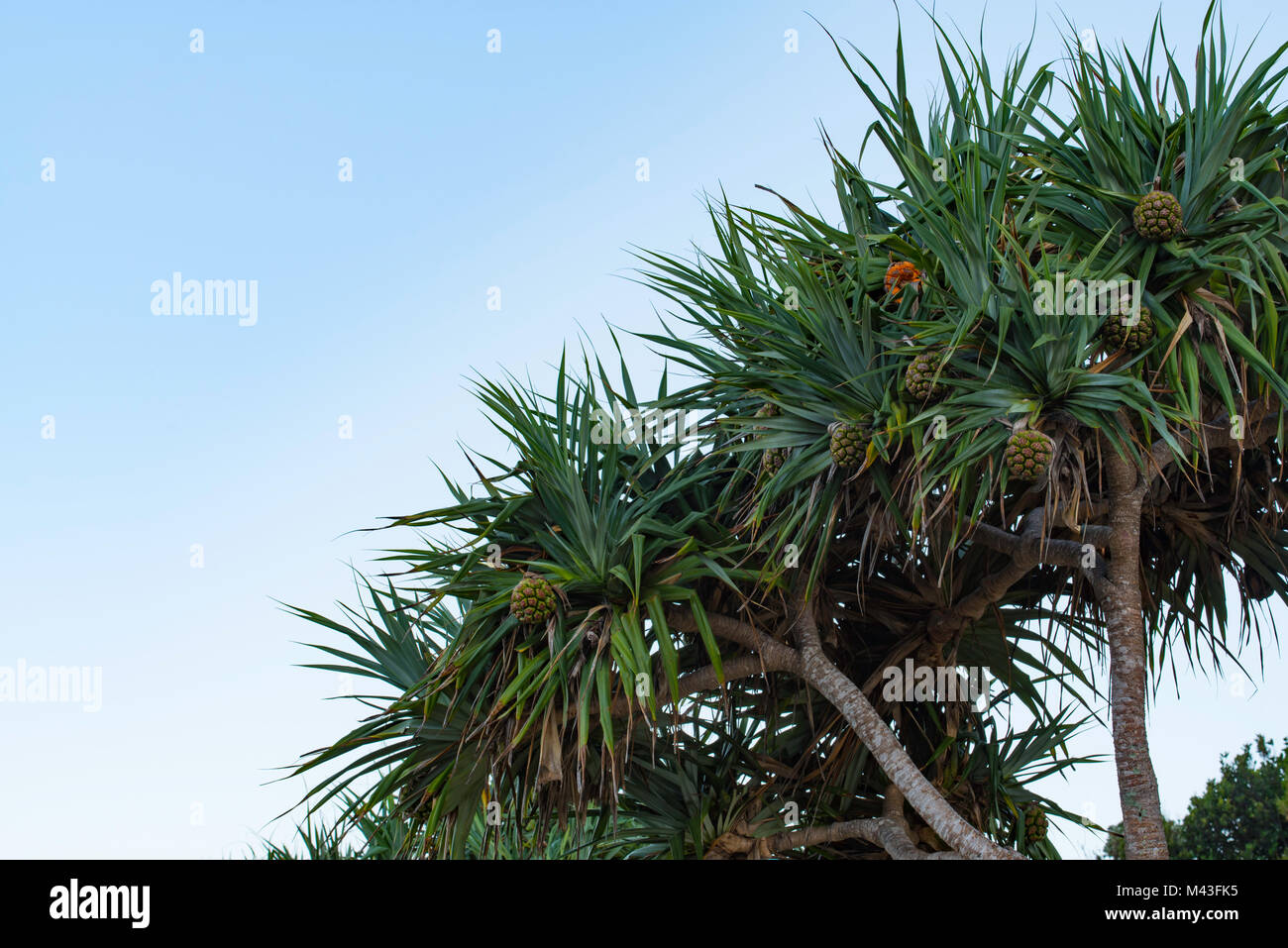 Pandanus seed pods hi-res stock photography and images - Alamy