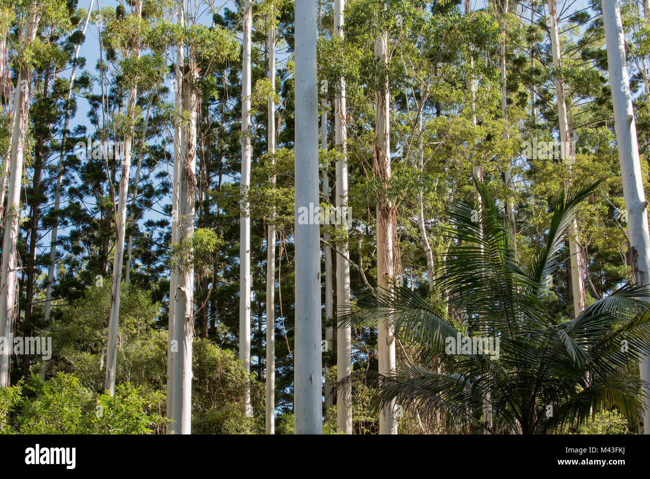 A stand of Eucalyptus grandis also known as the flooded gum or rose gum ...