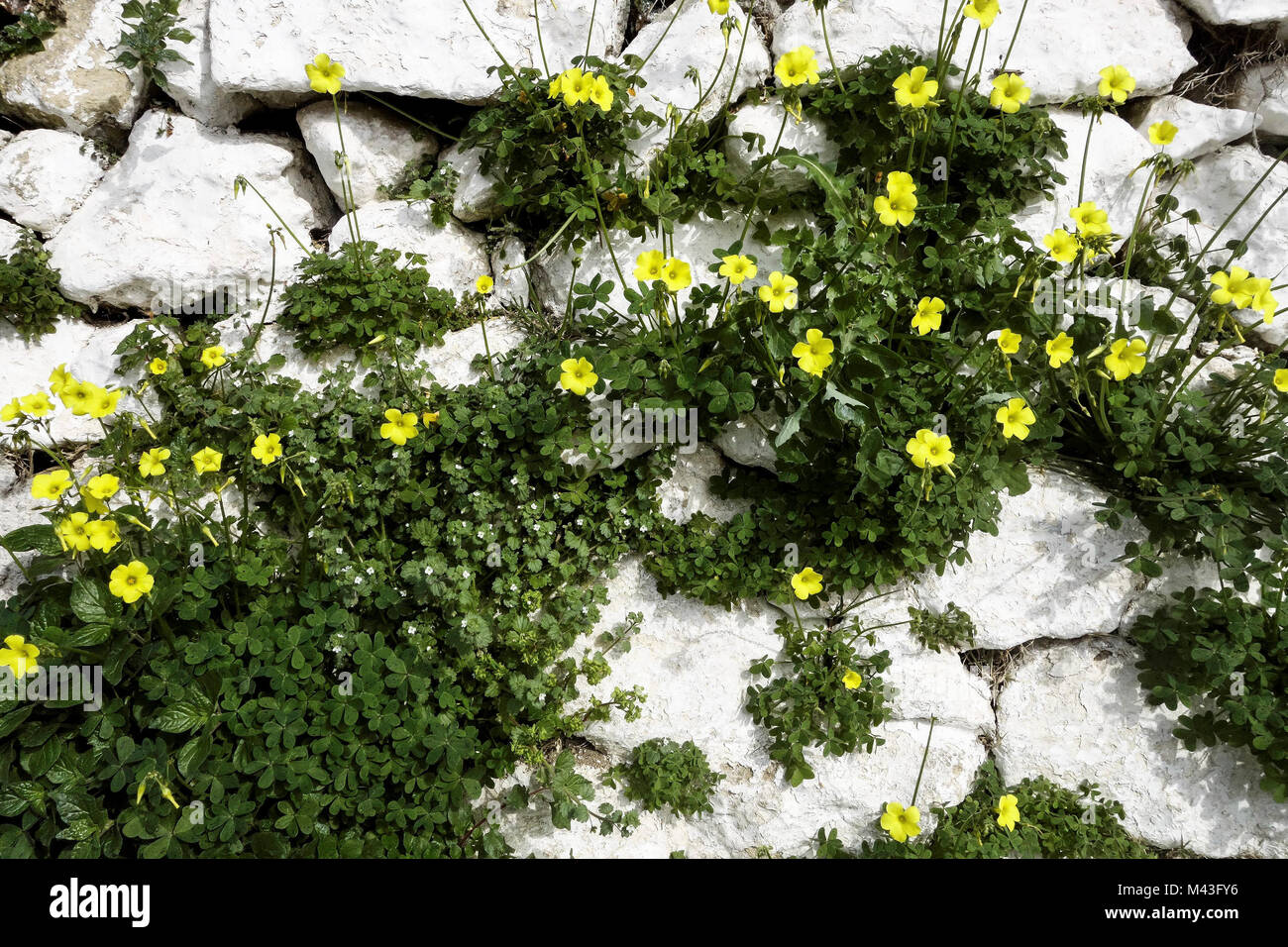 Crete wild flowers hi-res stock photography and images - Alamy