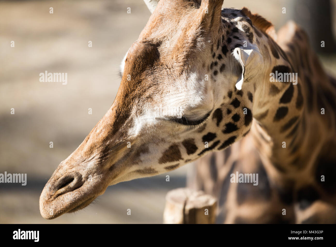 Portrait of beautiful giraffe in nature park Stock Photo - Alamy
