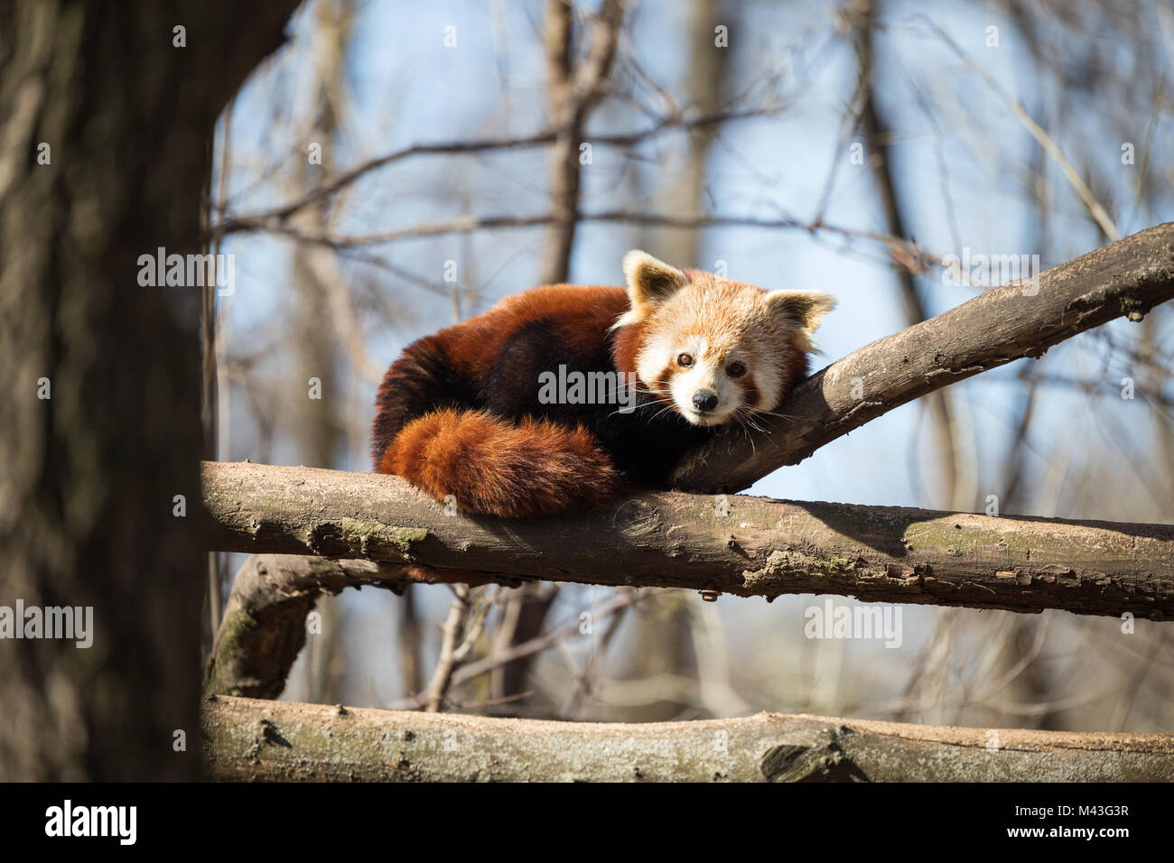 Portrait of red panda lying on tree Stock Photo - Alamy