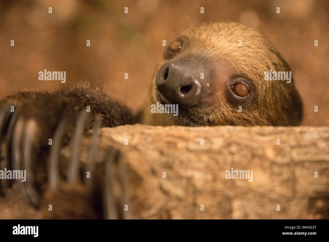 Choloepus didactylus hi-res stock photography and images - Alamy