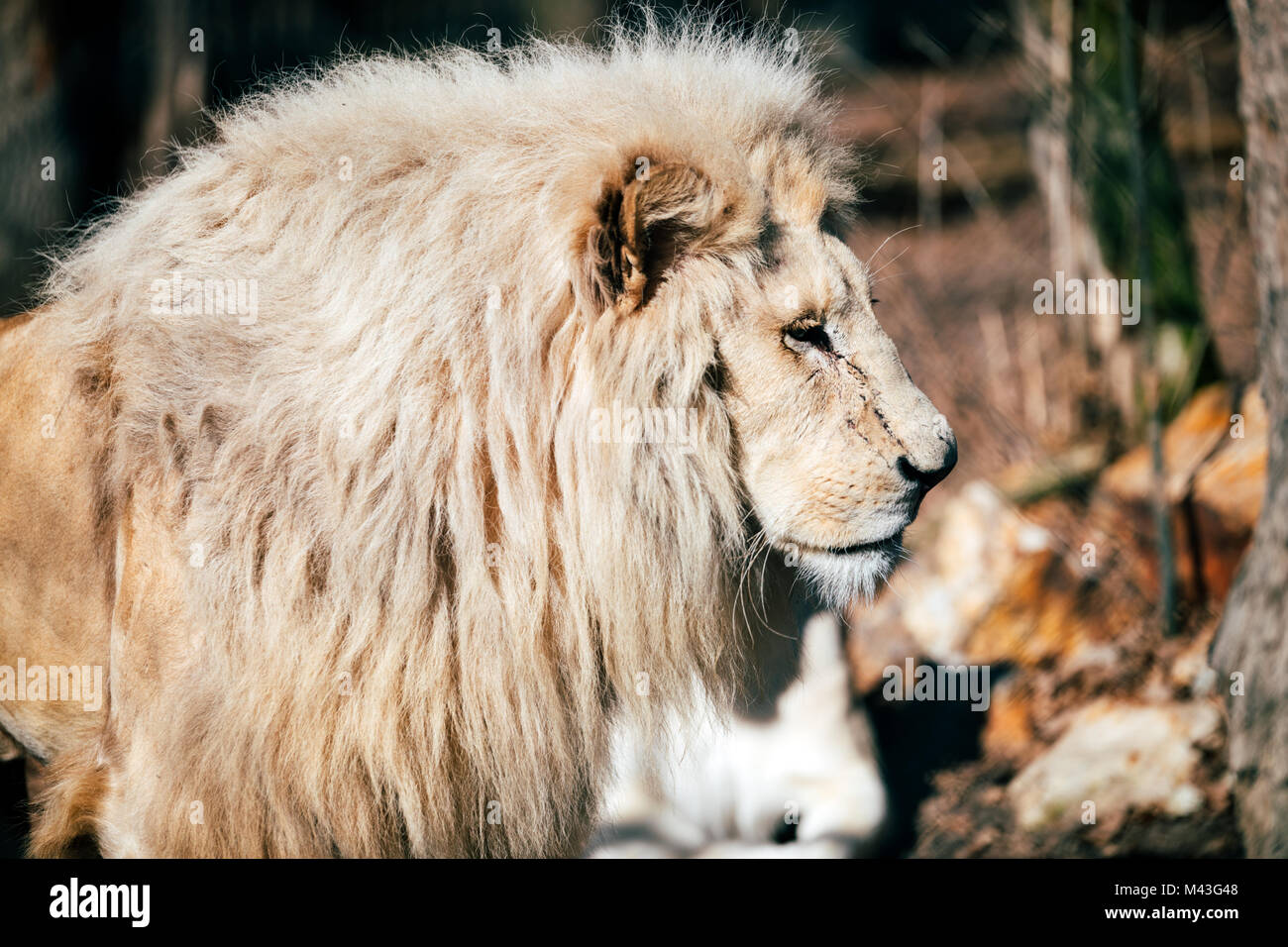 White african lion eyes hi-res stock photography and images - Alamy