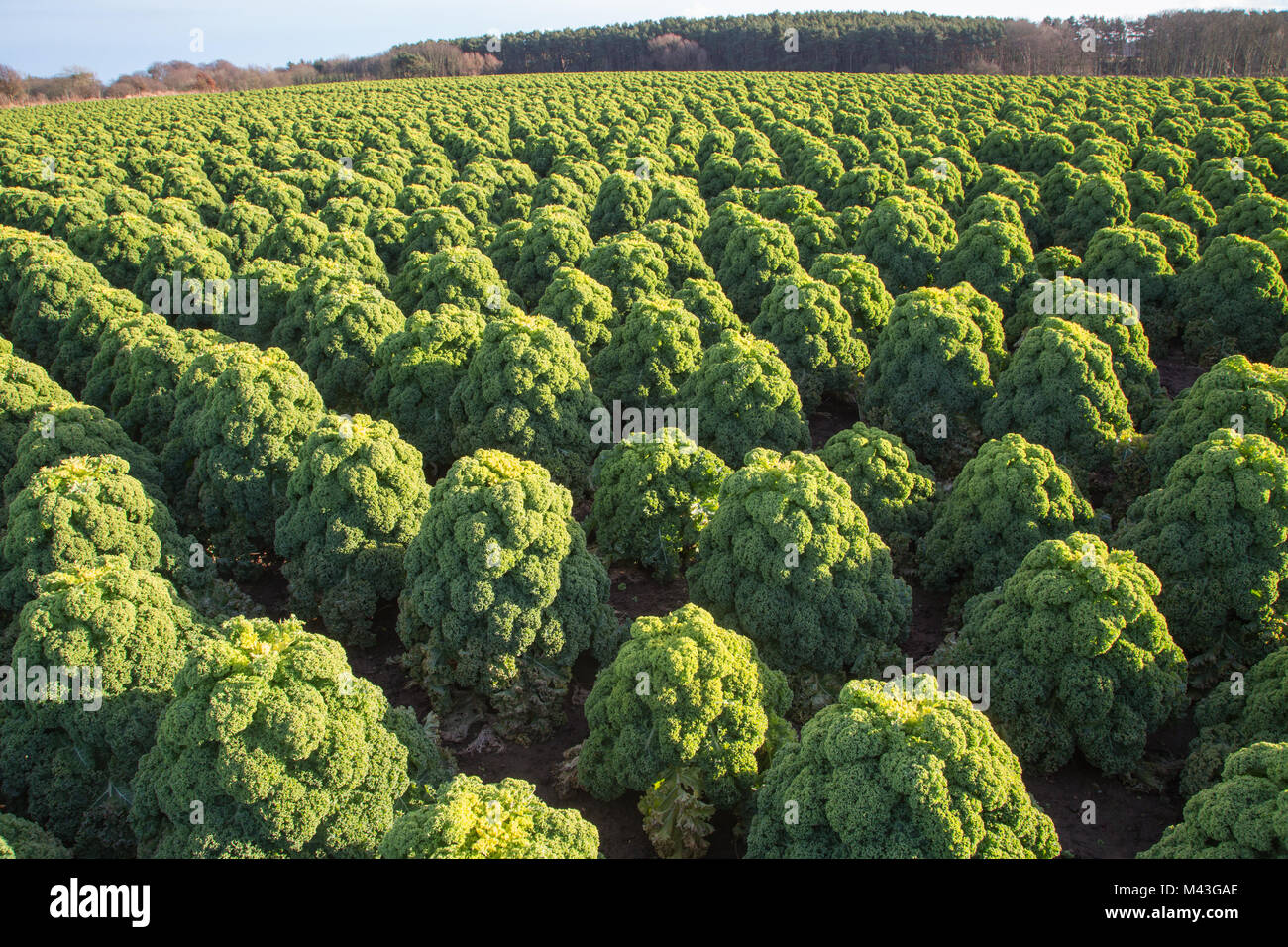 Kale Field High Resolution Stock Photography and Images - Alamy