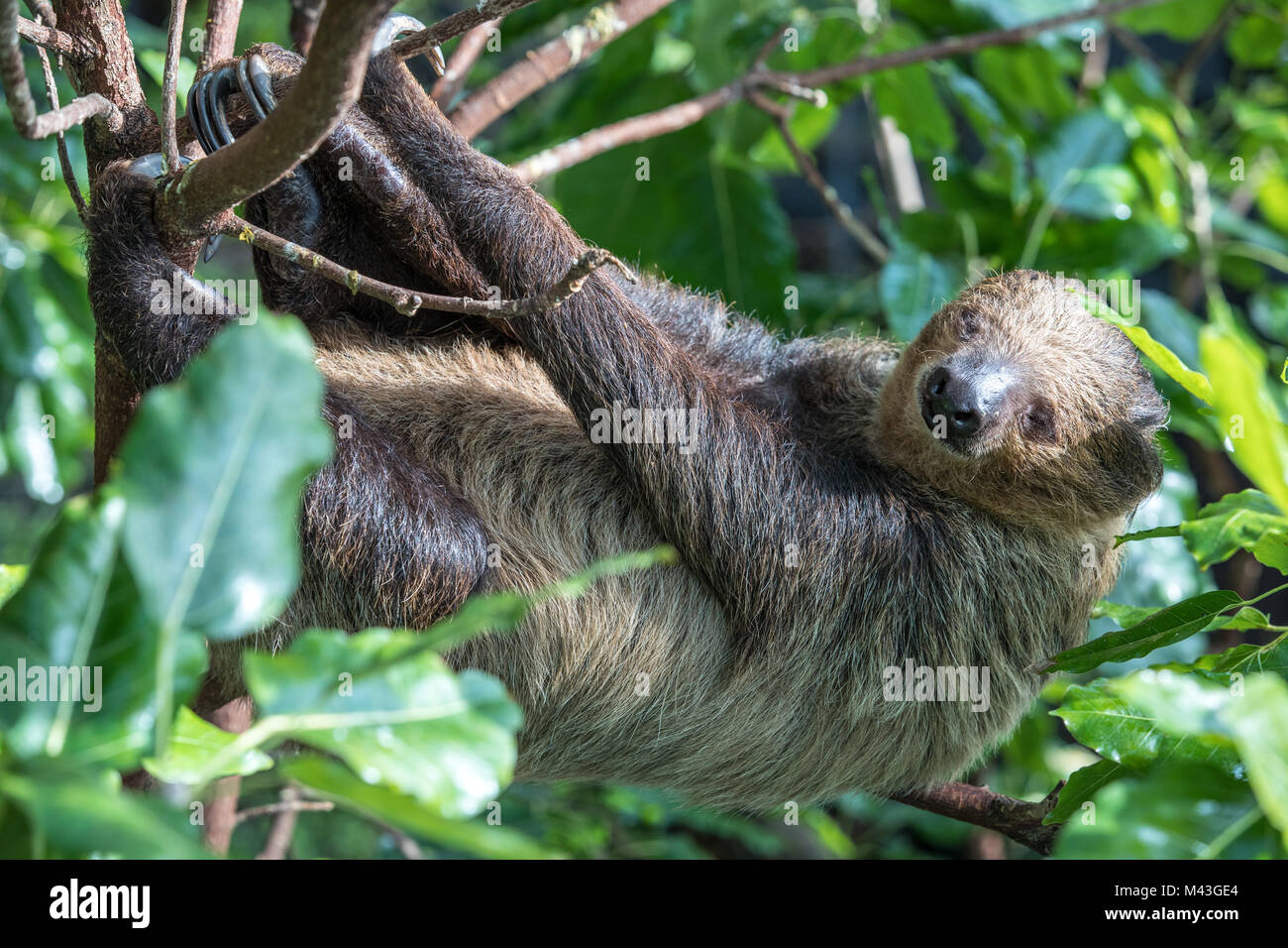 A relaxed sleepy Linnaeus's two-toed sloth (Choloepus didactylus ...