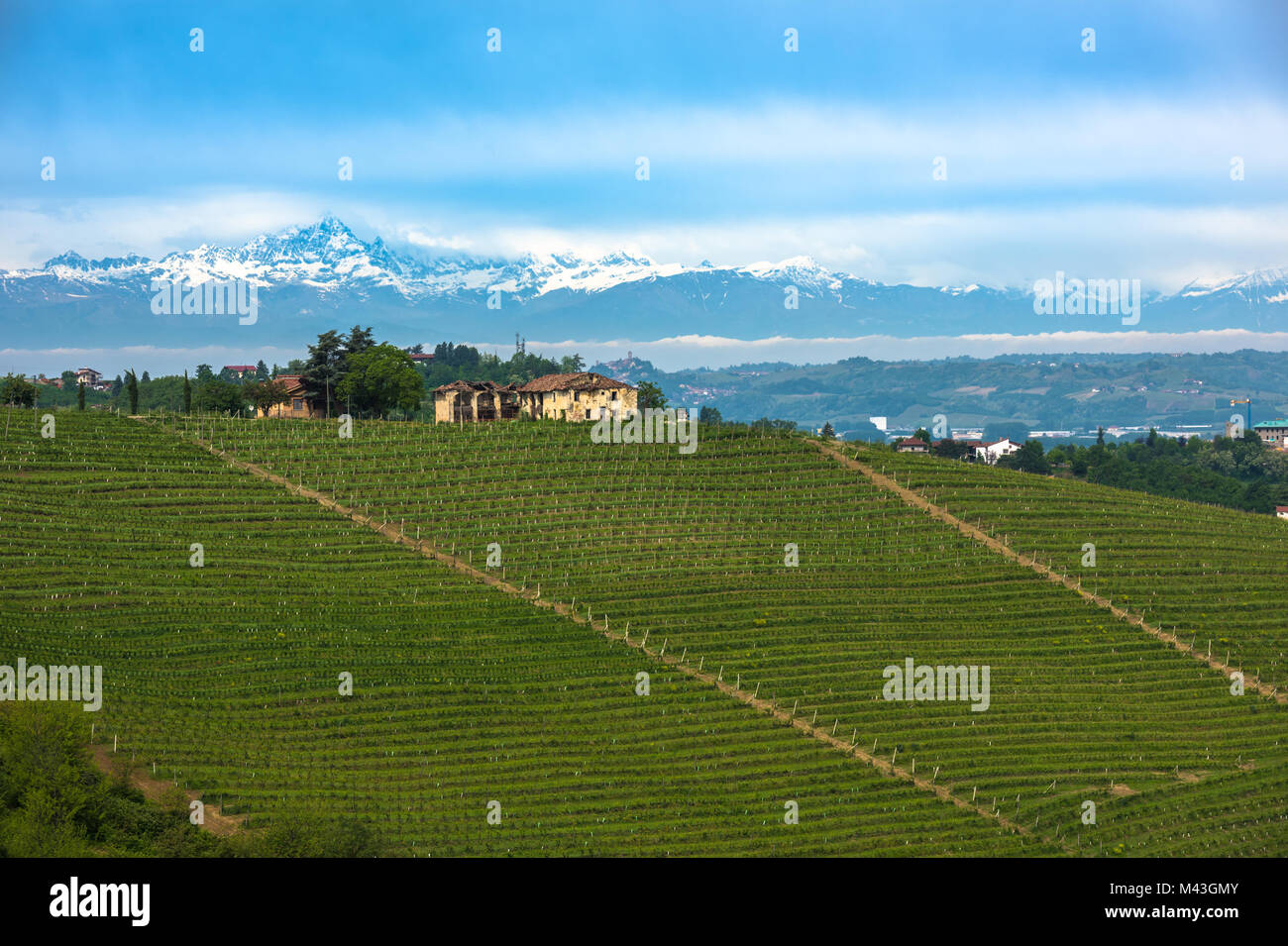 Vineyards of Langhe, Piedmont, UNESCO world heritage Stock Photo - Alamy