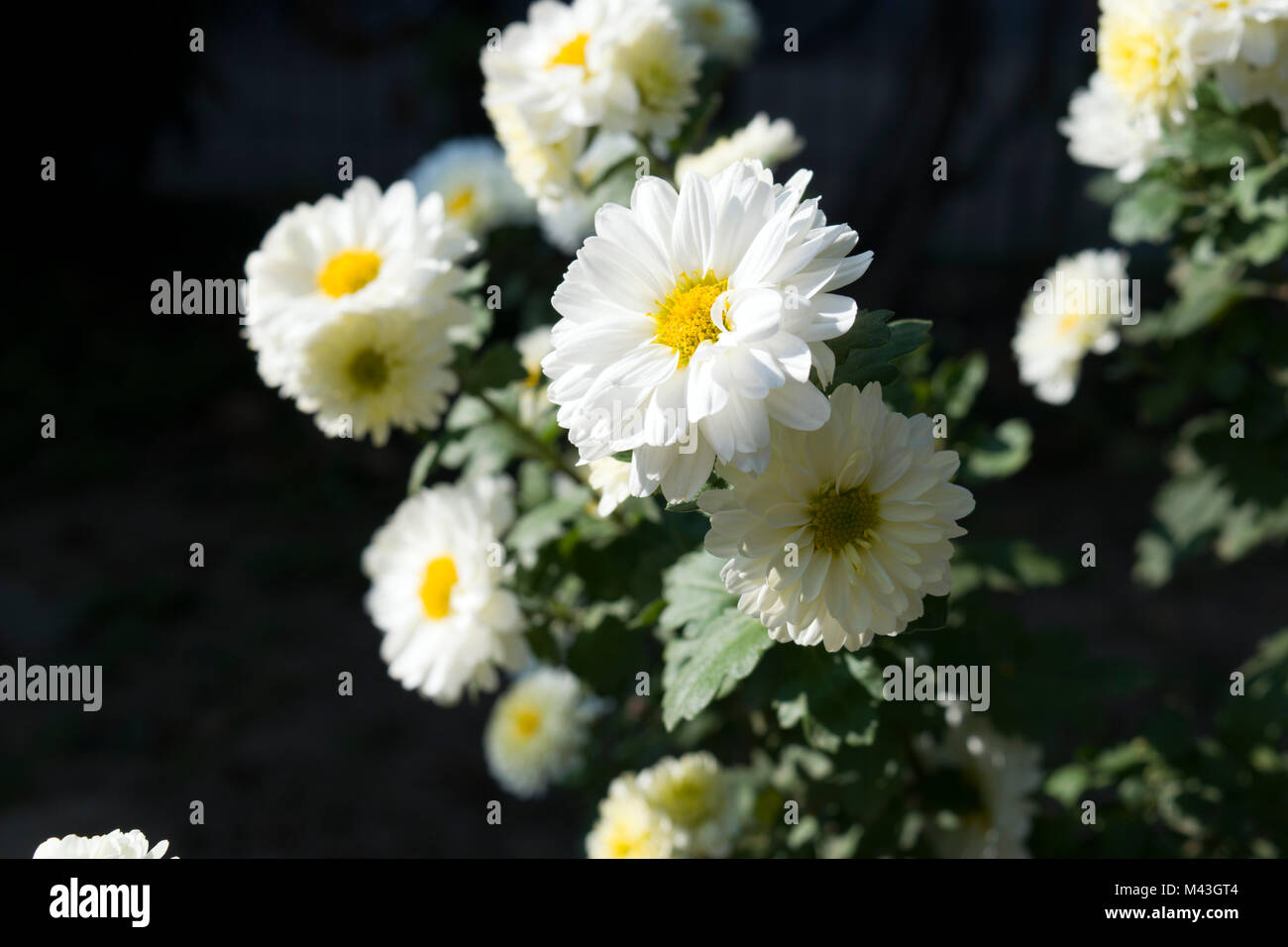 Chrysanthemums flowers mums plants hi-res stock photography and images ...