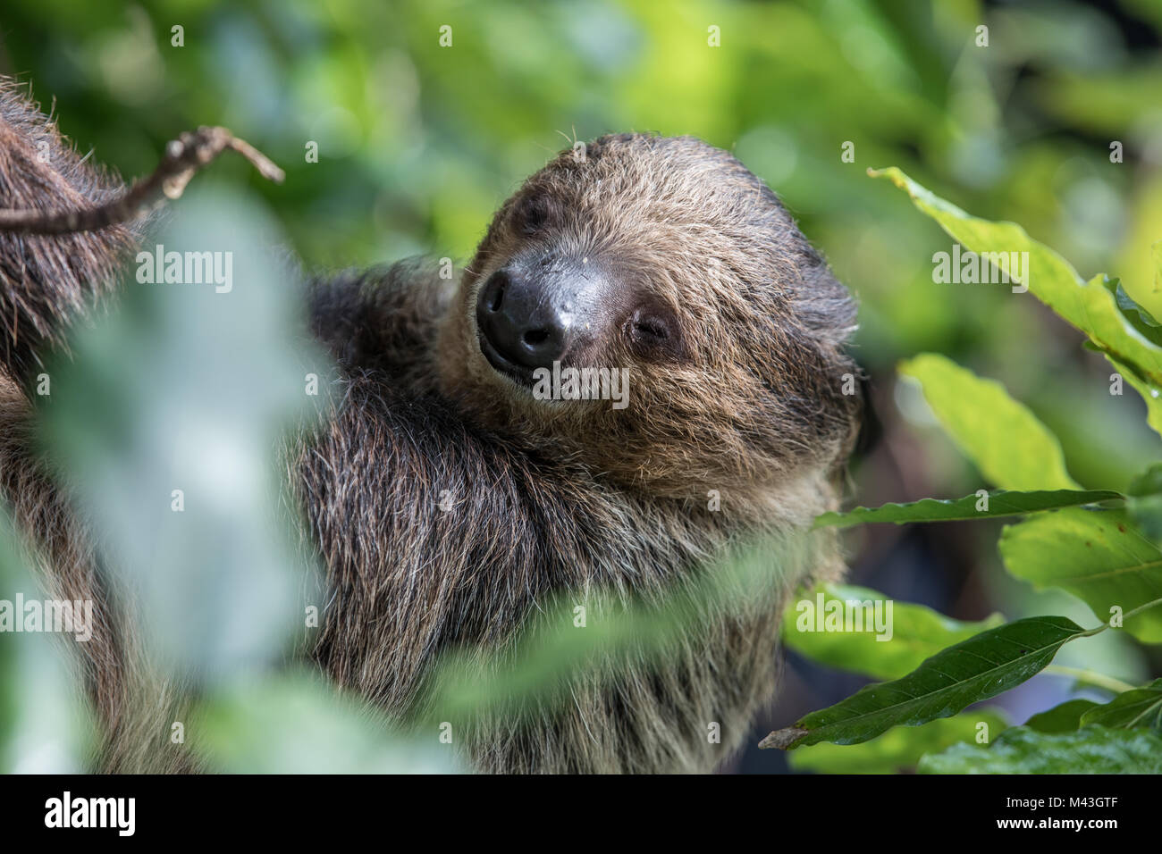 A relaxed sleepy Linnaeus's two-toed sloth (Choloepus didactylus ...