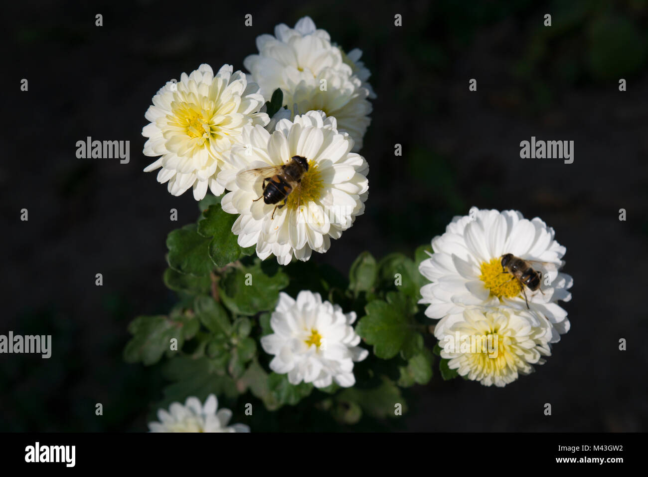 Insect pollinated plants hi-res stock photography and images - Alamy