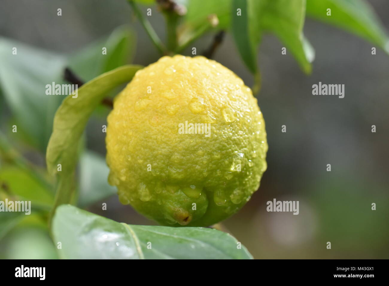 Products lemon tree hi-res stock photography and images - Alamy